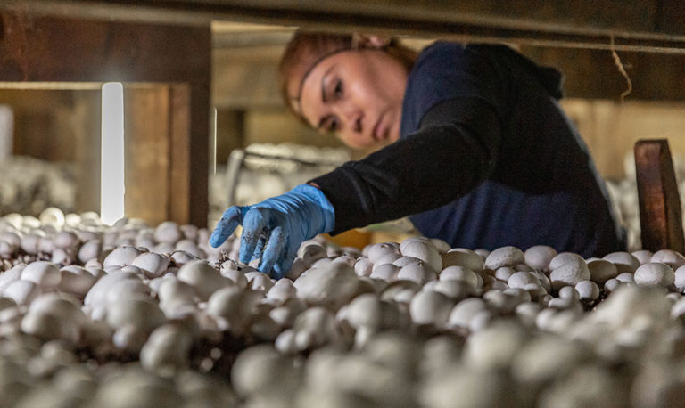 Mushroom Farm Tour and Growing Practices | Mushroom Council