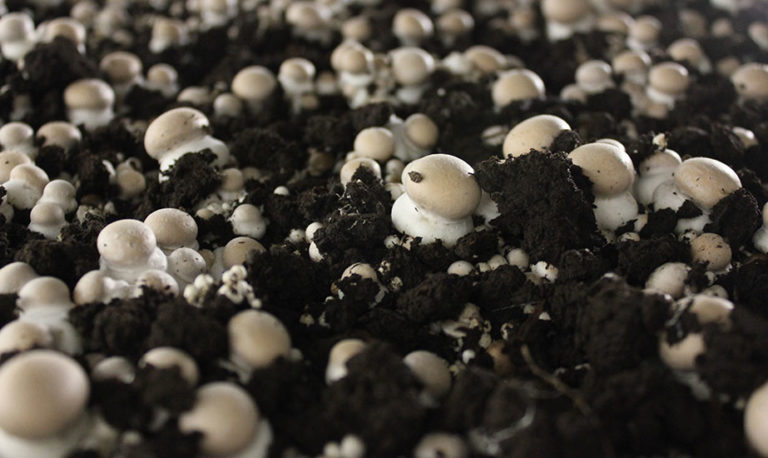 Mushroom Farm Tour and Growing Practices | Mushroom Council